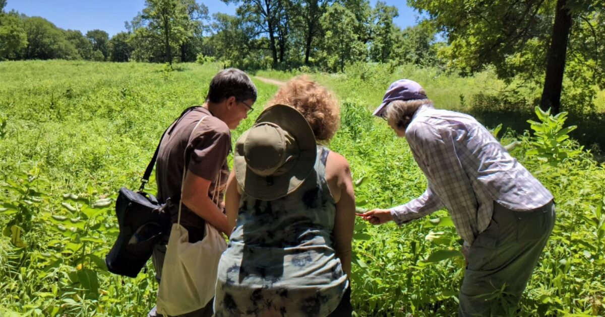 Become an MLMP Trainer • Monarch Larva Monitoring Project