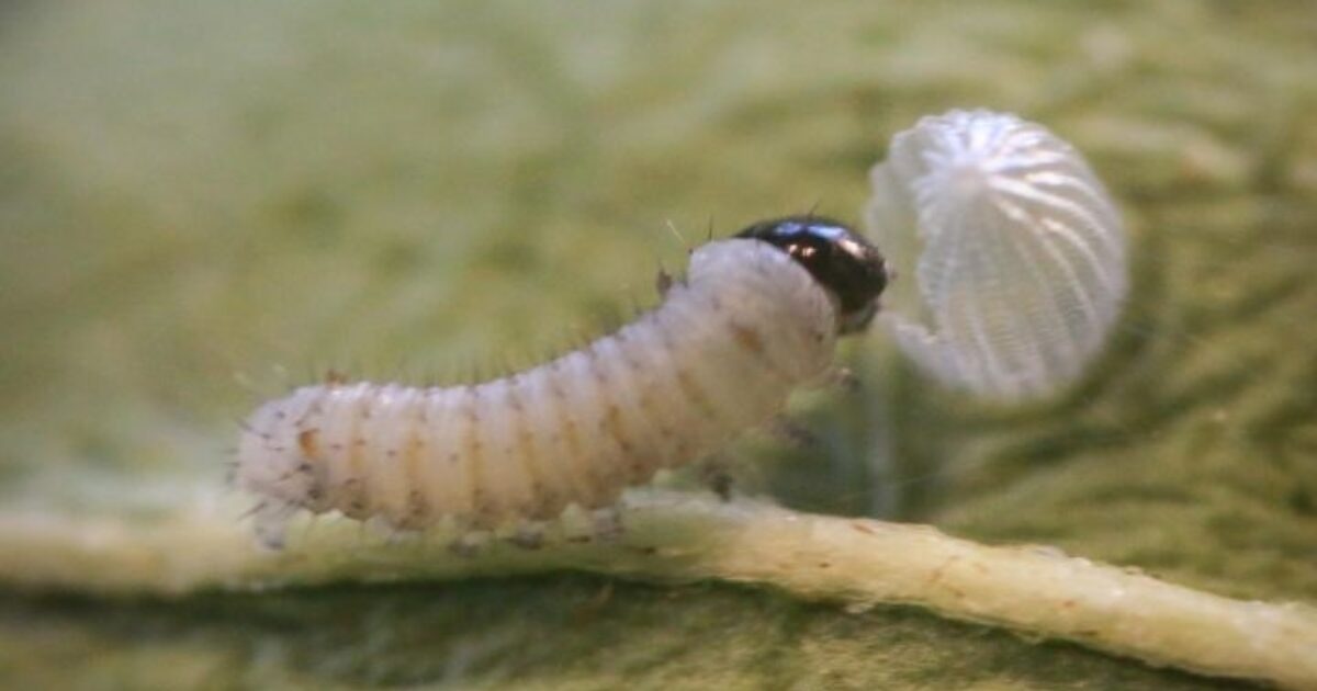 Brand New • Monarch Larva Monitoring Project