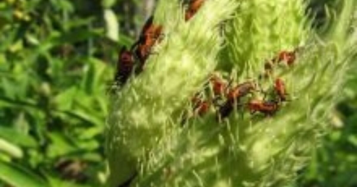 Red and Black Bugs on Milkweed • Monarch Larva Monitoring Project