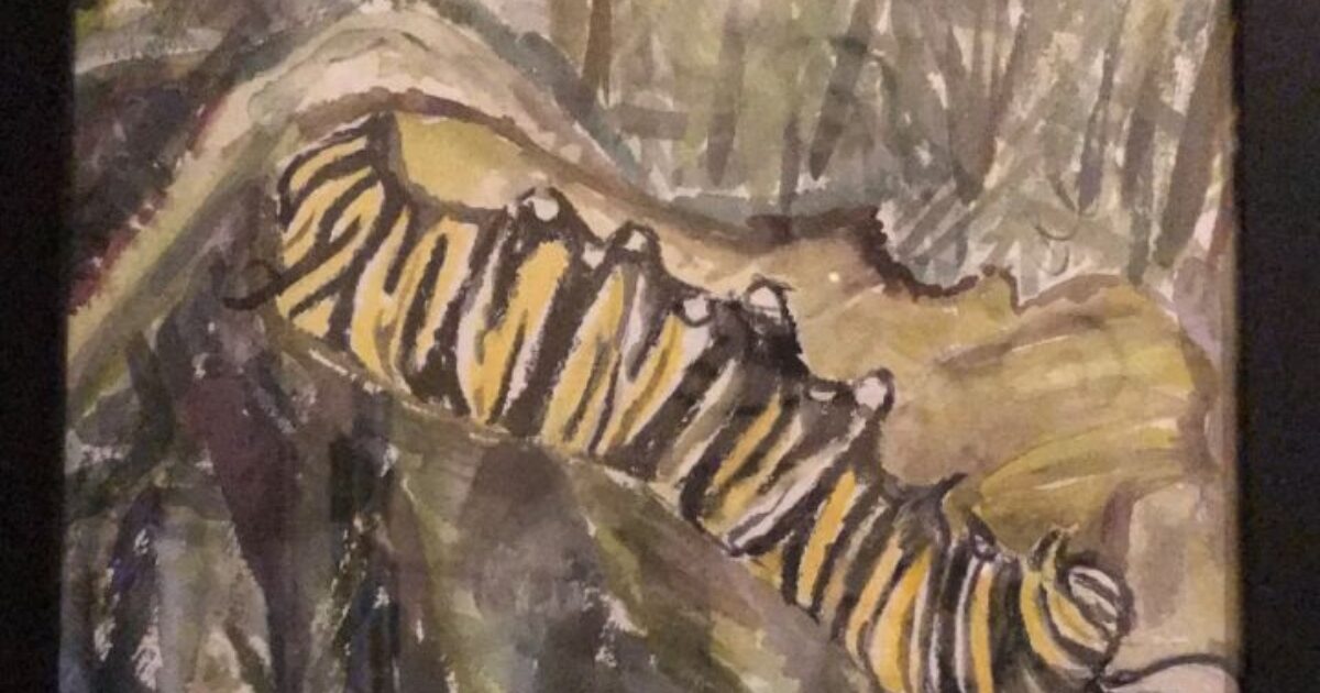 Miranda Blas, Water Color • Monarch Larva Monitoring Project